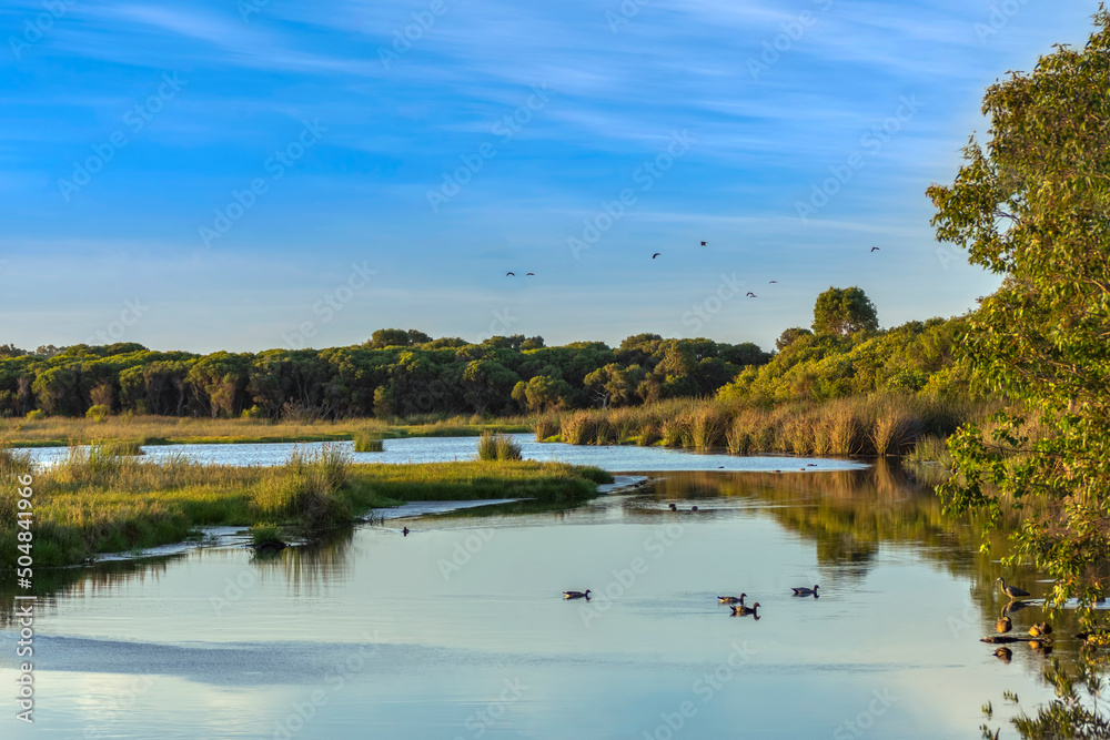 The beauty of Yanchep national park in Perth Western Australia Stock ...