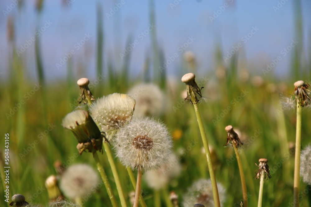 pusteblumen wiese Stock Photo | Adobe Stock