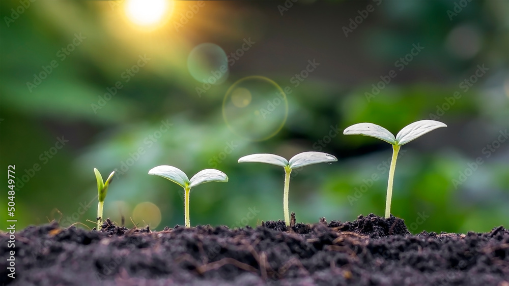 Small trees of different sizes growing on green background concept of ...