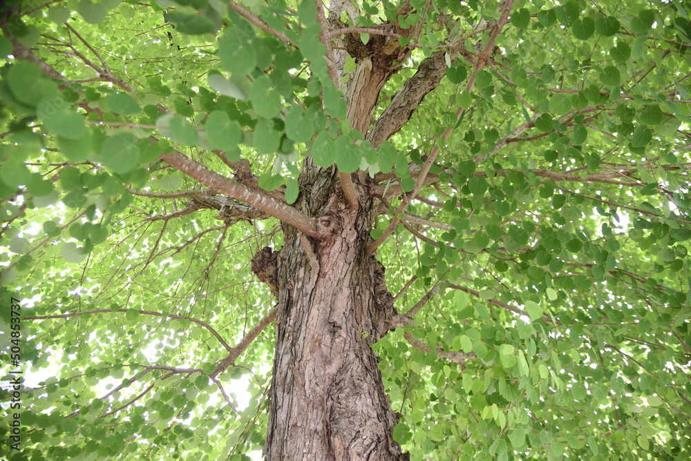 Katsura tree (Japanese judas tree) fresh green. Cercidiphyllaceae ...