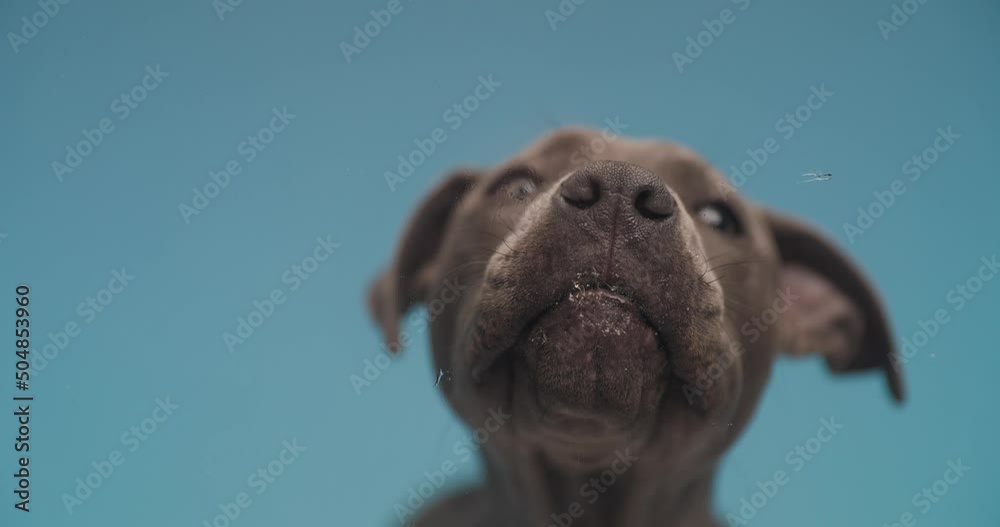 sweet American Staffordshire Terrier dog is licking the glass in front ...