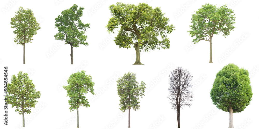 set of tropical green tree side view isolated on white background for ...