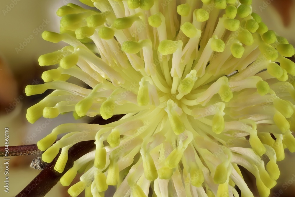 Newly opened Pincushion Hakea (Hakea laurina) flower. Australian native ...