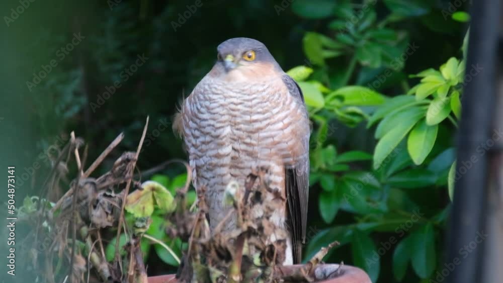 The Eurasian sparrowhawk, also known as the northern sparrowhawk or ...