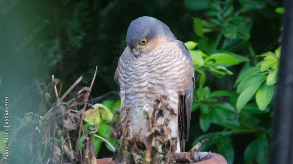 The Eurasian sparrowhawk, also known as the northern sparrowhawk or ...