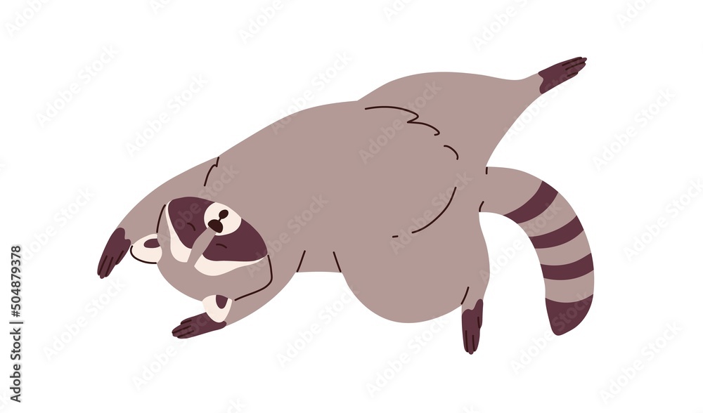 Cute lazy raccoon sleeping, relaxing. Sleepy racoon lying in funny pose. Amusing animal asleep ...
