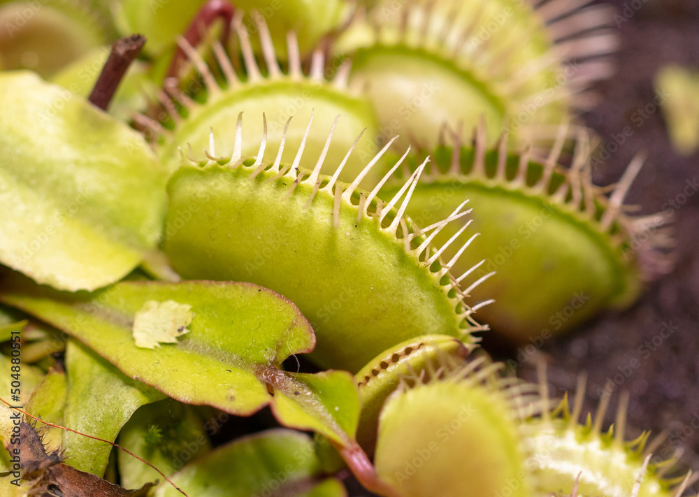 Venus flytrap plant in nature. Stock Photo | Adobe Stock
