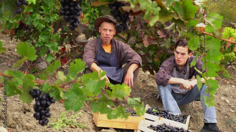 Picking grapes. Grape growers adult father farmer and teen son work ...