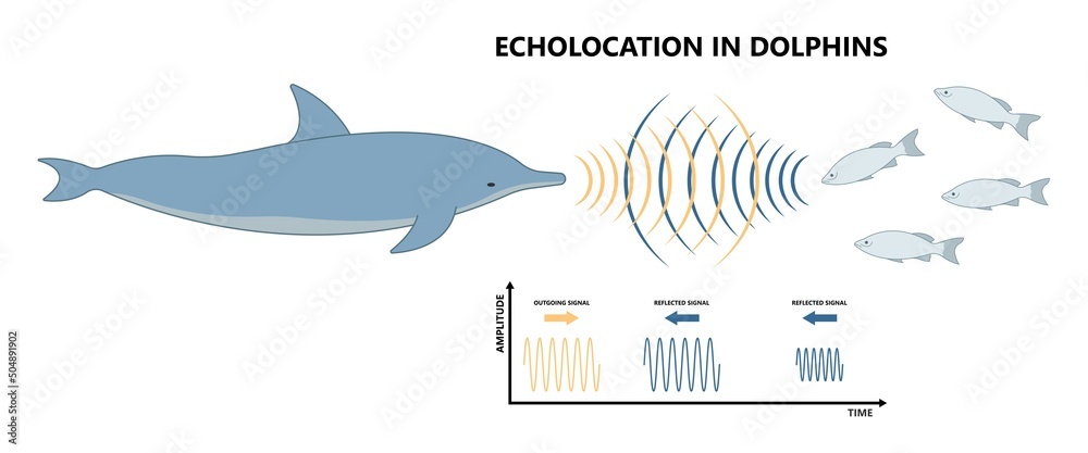 Bio sonar sound detect object locate measure prey wave reflect bat ...