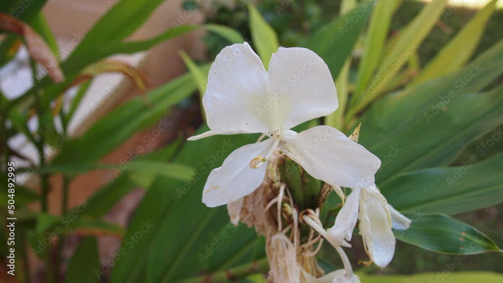 National flower of Cuba white ginger lily or white garland-lily ...
