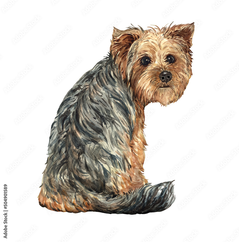 Yorkshire Terrier paint. Watercolor hand drawn illustration. Yorkie ...