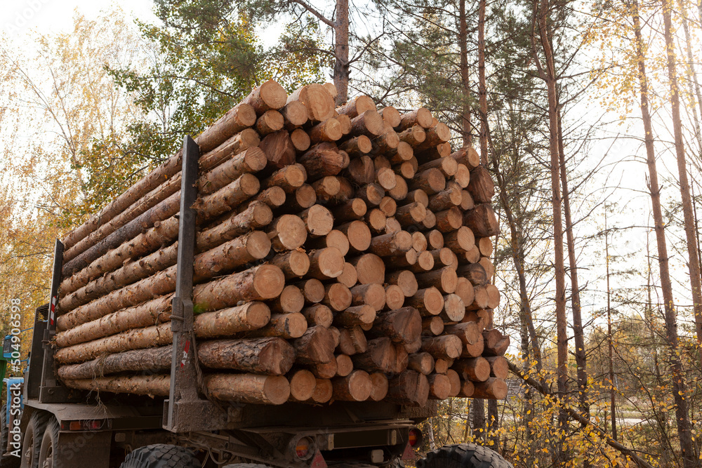 Pine logs on a logging truck. Harvesting of firewood and lumber ...