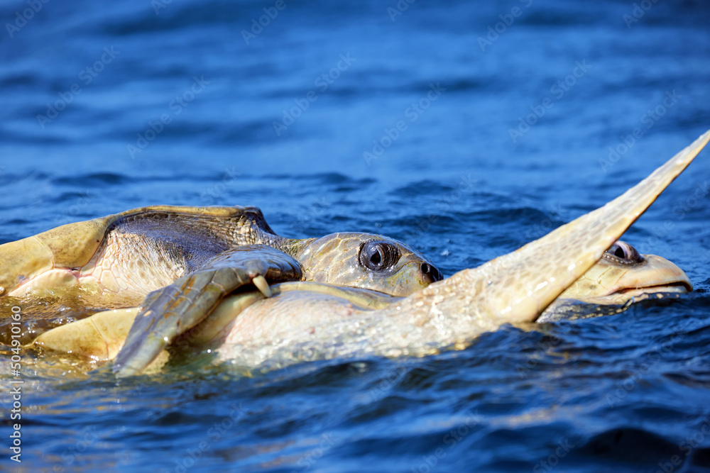 Mating of sea turtles in the open ocean. Olive ridley sea turtles or ...