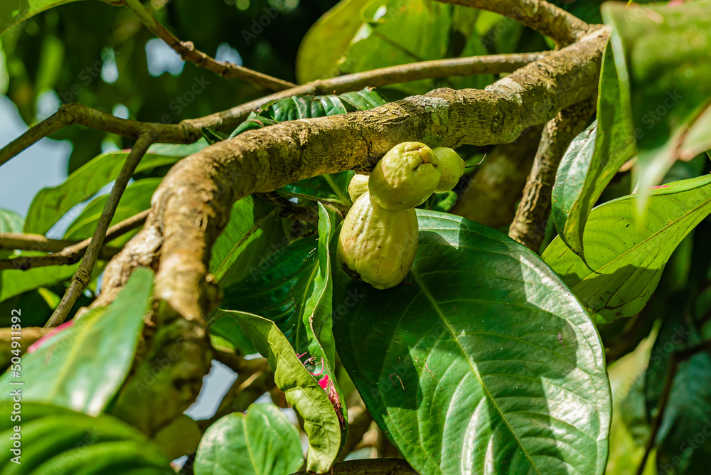 Fruit of Malay rose apple. Syzygium malaccense. Zanzibar, Tanzania ...