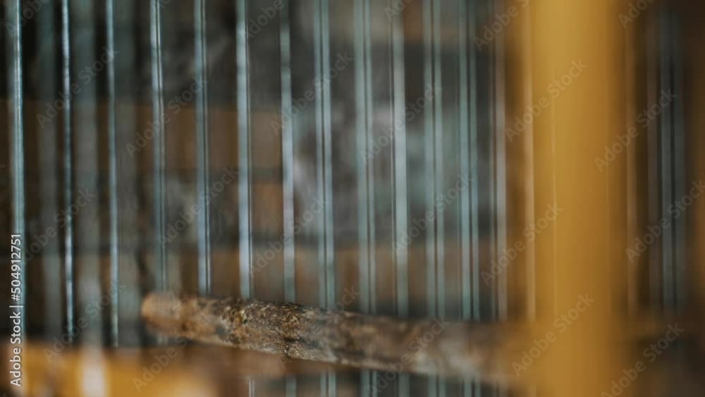 A small domesticated bird in a cage. Singing canary with yellow plumage ...
