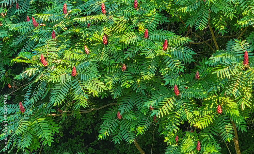 Poison Sumac Stock Photo | Adobe Stock