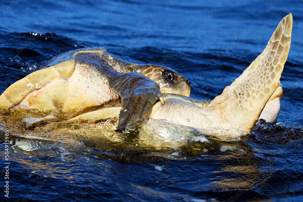 Mating of sea turtles in the open ocean. Olive ridley sea turtles or ...