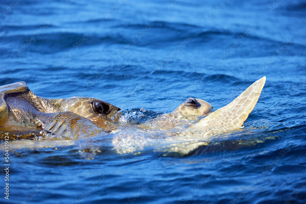 Mating of sea turtles in the open ocean. Olive ridley sea turtles or ...