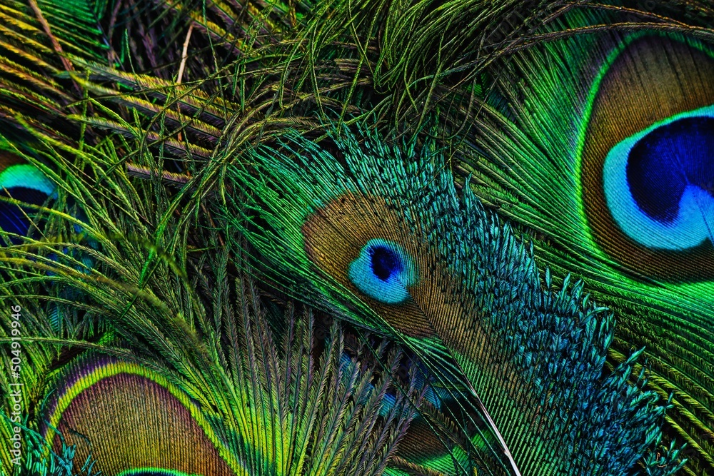 Peacock feather closeup. Peafowl feather. Mor pankh. Abstract ...