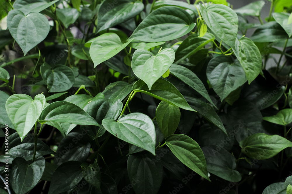 Foto de Green betel leaf, herbal plants that have many health benefits ... Foto de Green betel leaf, herbal plants that have many health benefits ...