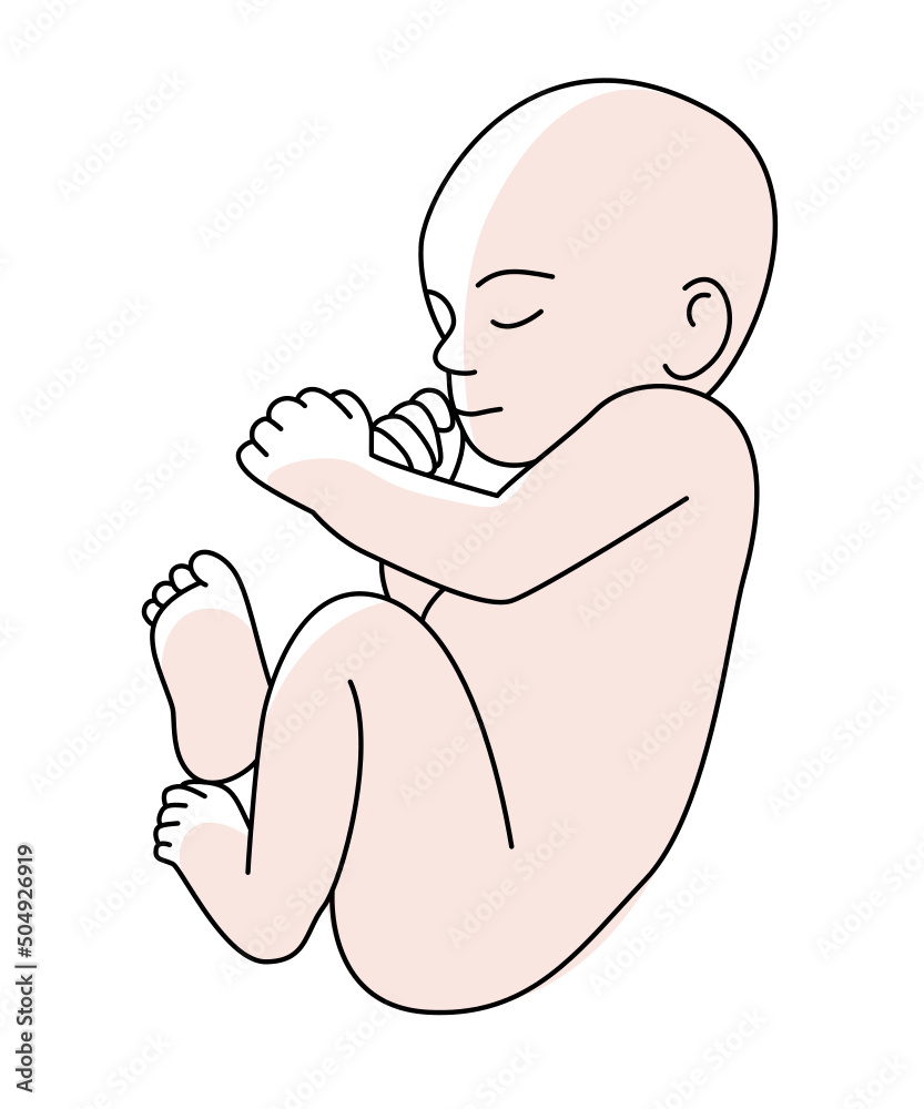 Newborn baby clipart. Embryo, fetus vector illustration. New baby line ...