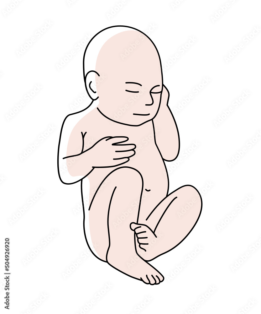 Newborn baby clipart. Embryo, fetus vector illustration. New baby line ...