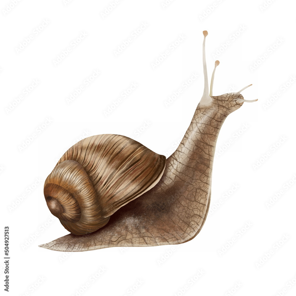 Cute illustration of snail with a striped shell. Realistic hand drawn ...
