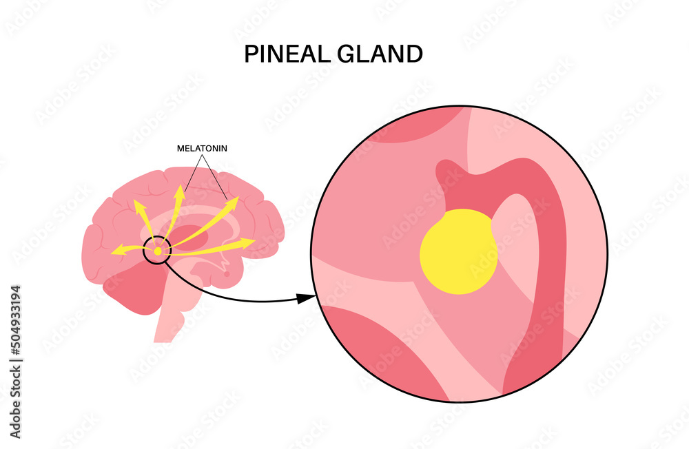 Pineal gland anatomy Stock Vector | Adobe Stock