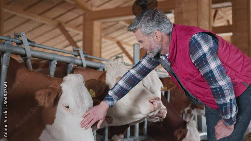 Shooting of farmer stroking cows on the farm. Middle-aged bearded man ...