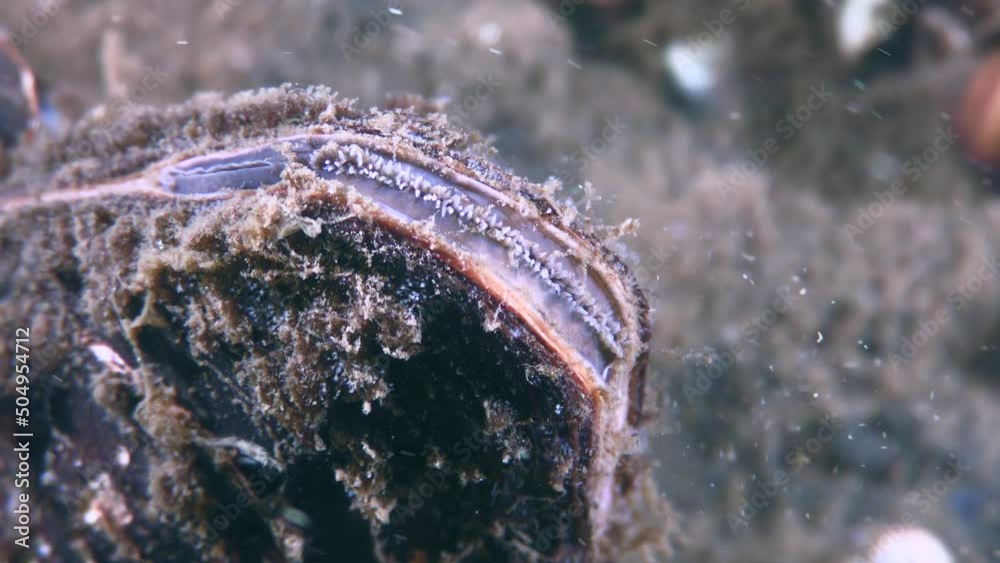 Freshwater bivalve Swan mussel (Anodonta cygnea) at the bottom of the ...