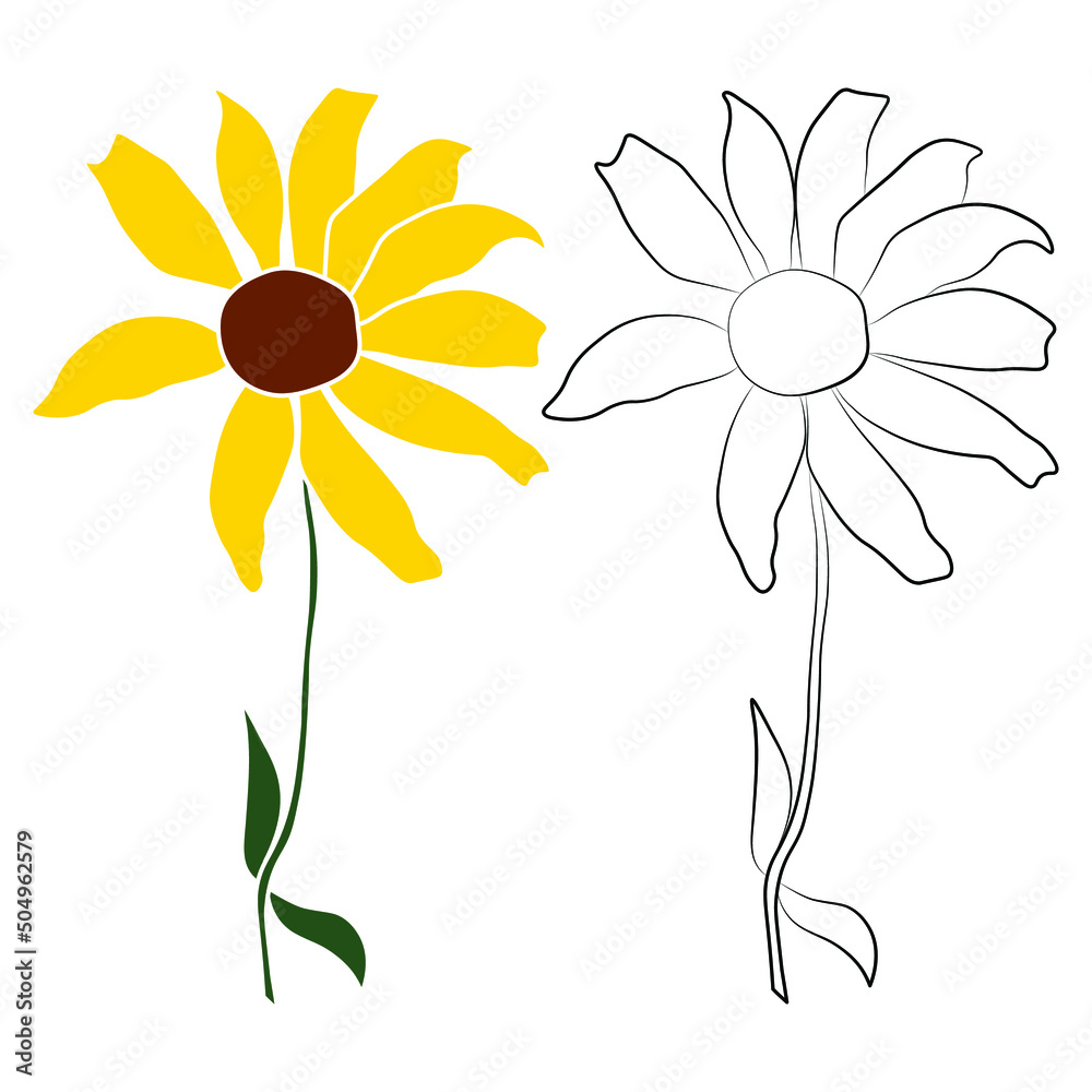 Vecteur Stock Set of two open heliopsis blossom vector outline and ...