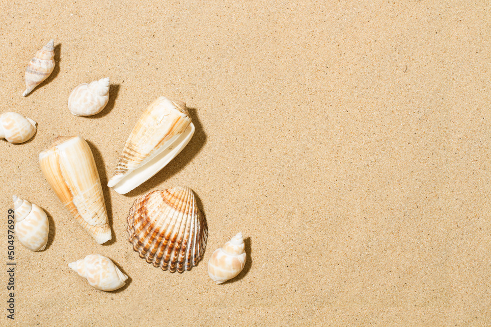 Muchas conchas marinas diferentes en la costa del mar sobre un fondo de ...