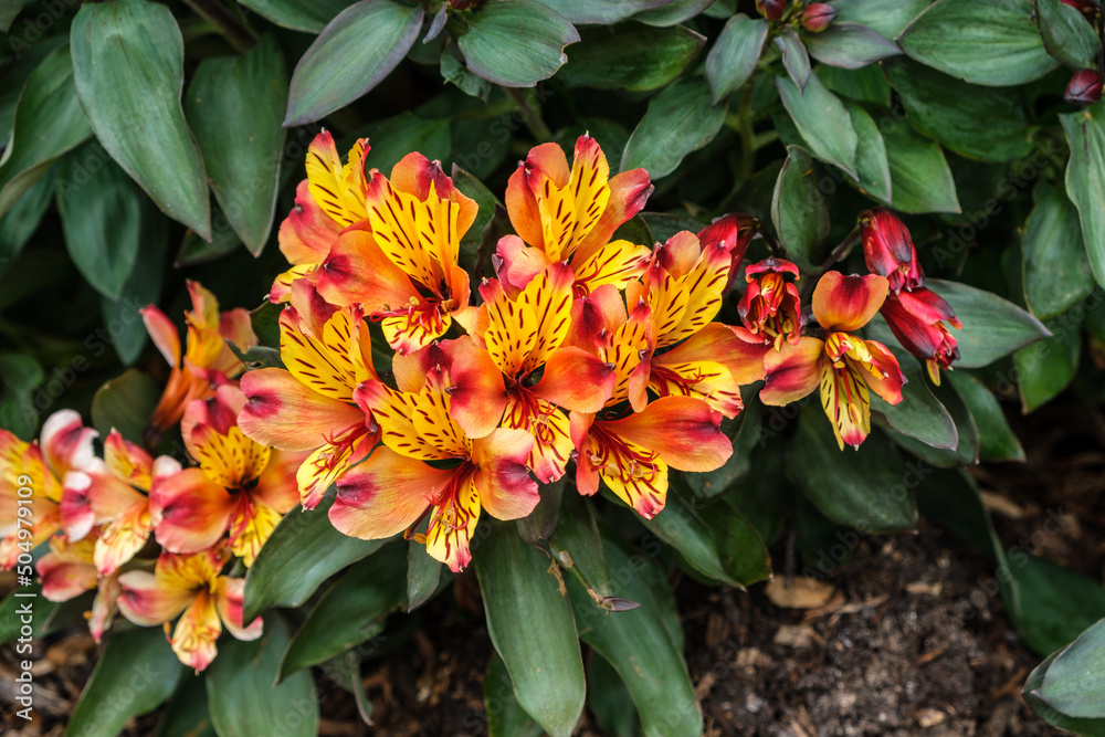 Foto de Peruvian lily (also known as Golden lily of the incas) flowers ...