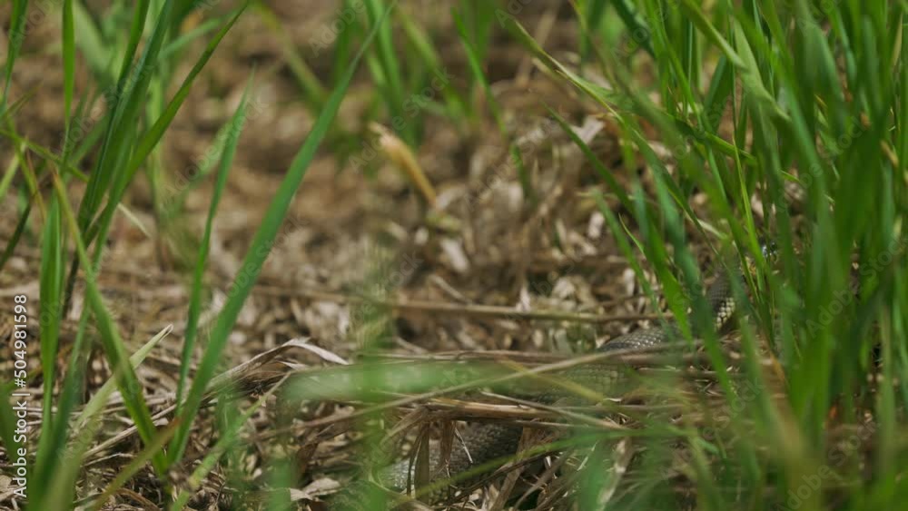Snake advancing through the grass. Grass snake, common in Europe. also ...