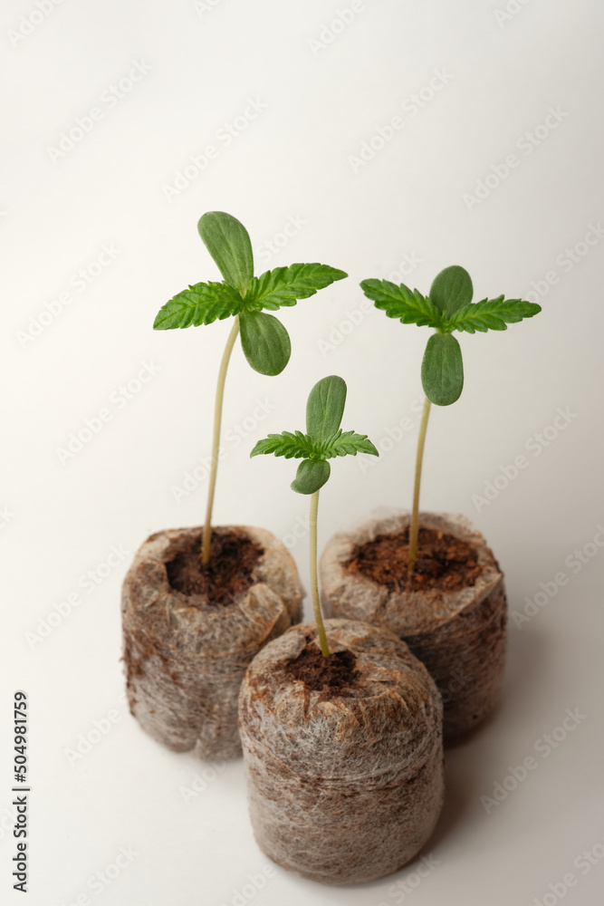 Baby Marijuana Stem