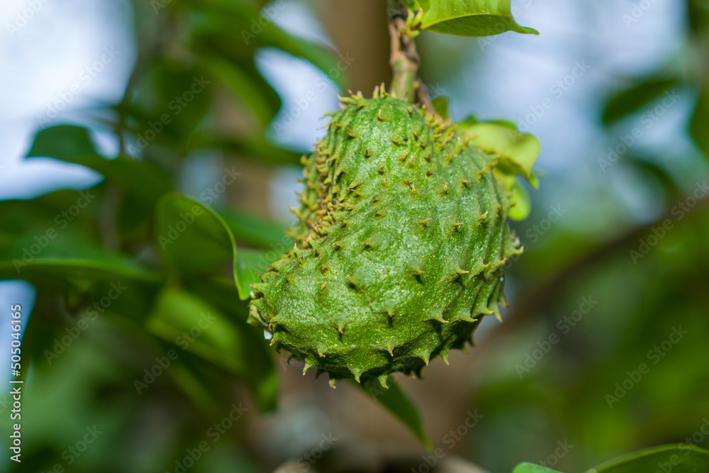 Soursop guanabana graviola exotic fruit hanging from tree country life ...