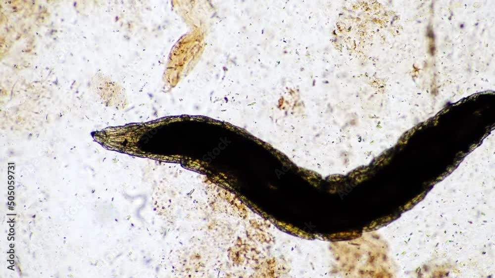 soil microorganisms including nematode, microarthropods, micro ...