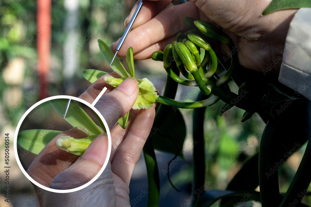 Close up, farmers pollinate vanilla by hand., enlarged pic of flowers ...