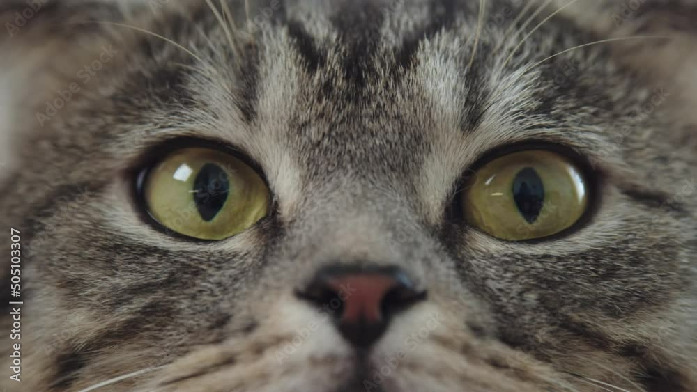 Super close-up of a cat's face, she looks with big eyes and squints ...