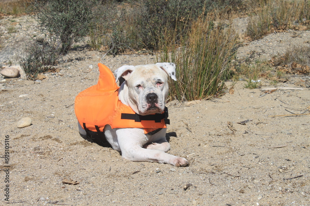 Cute american staffordshire dog ready to swim in the wild with ...