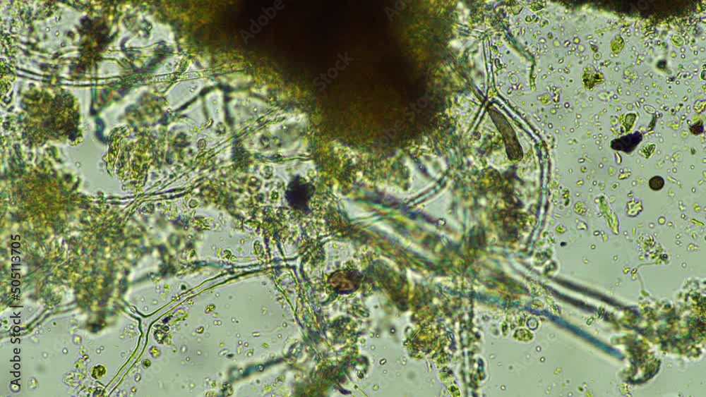 soil microorganisms including nematode, microarthropods, micro ...