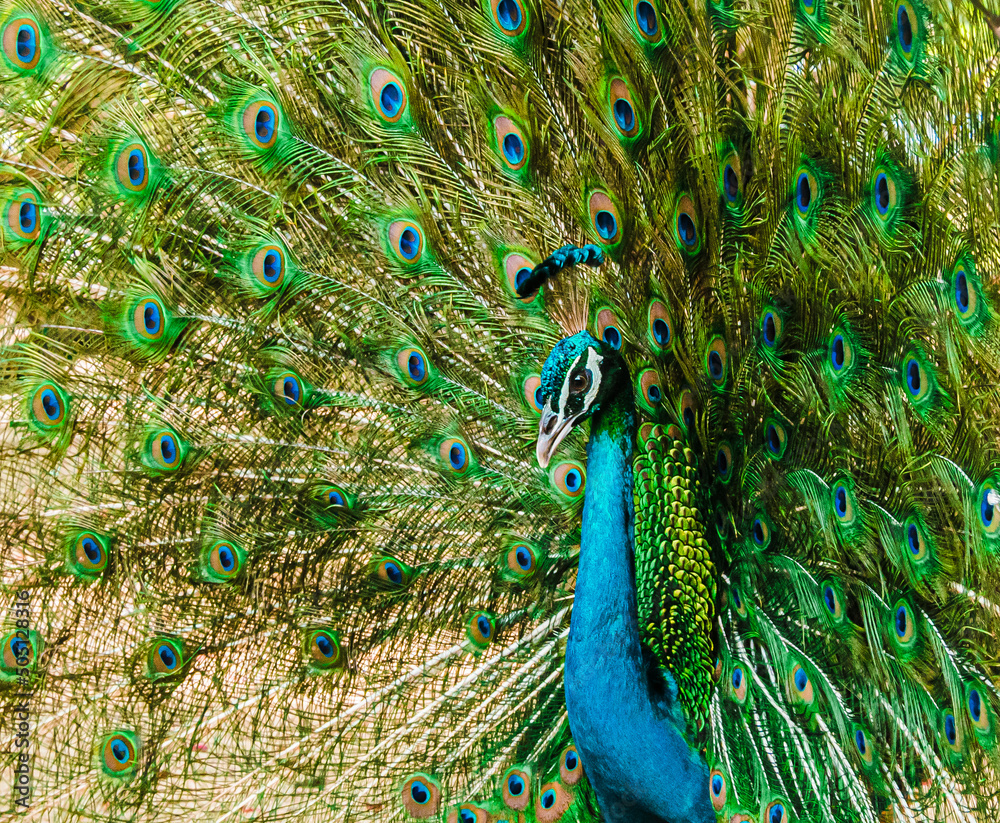 indian peacock or Indian peafowl male spreading wings. spreads its tail ...