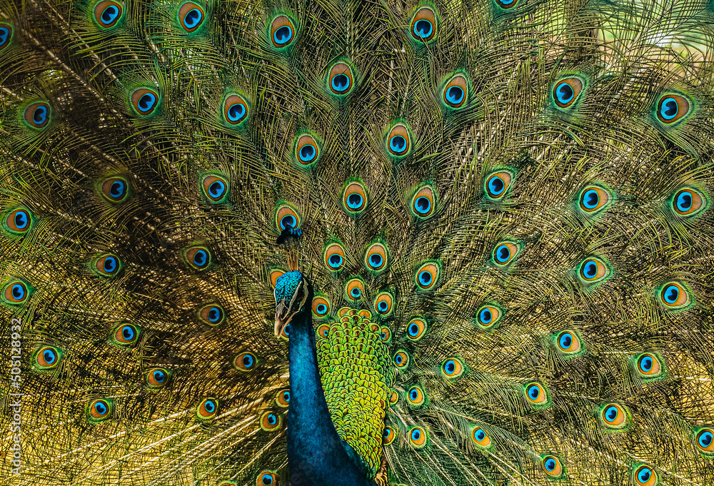 indian peacock or Indian peafowl male spreading wings. spreads its tail ...