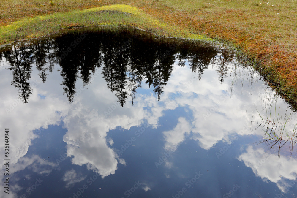 Active peat bogs, Molhasurile de la Izbuce in Apuseni Natural Mountains ...