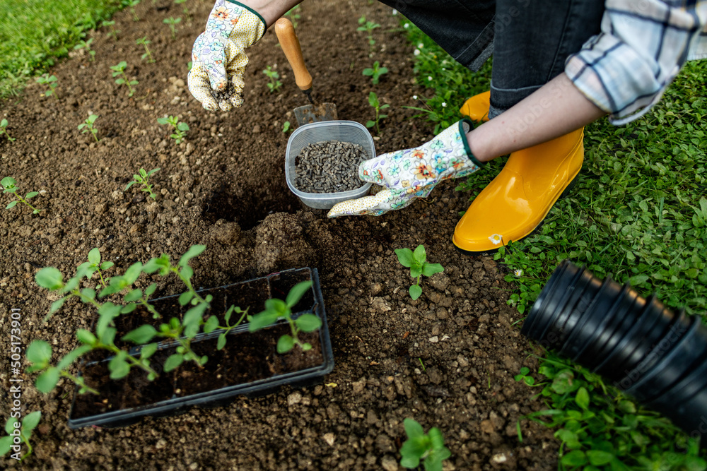 Eco friendly gardening. Woman preparing soil for planting, fertilizing ...