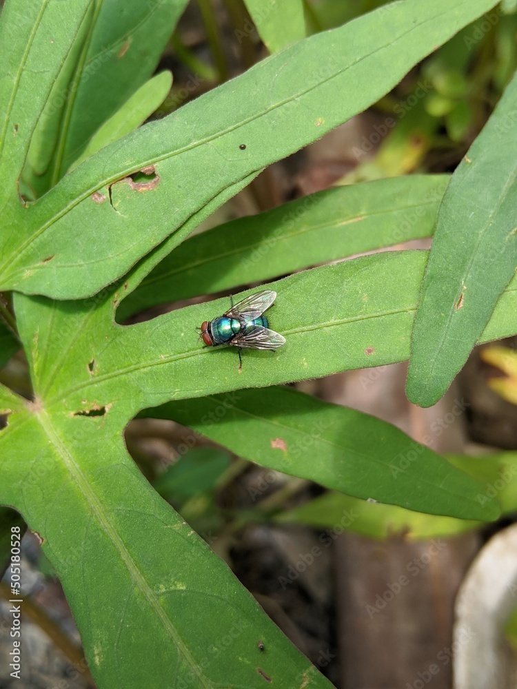 Fly over the leaves. blow fly, blow fly, carrion fly, leaf Stock Photo ...