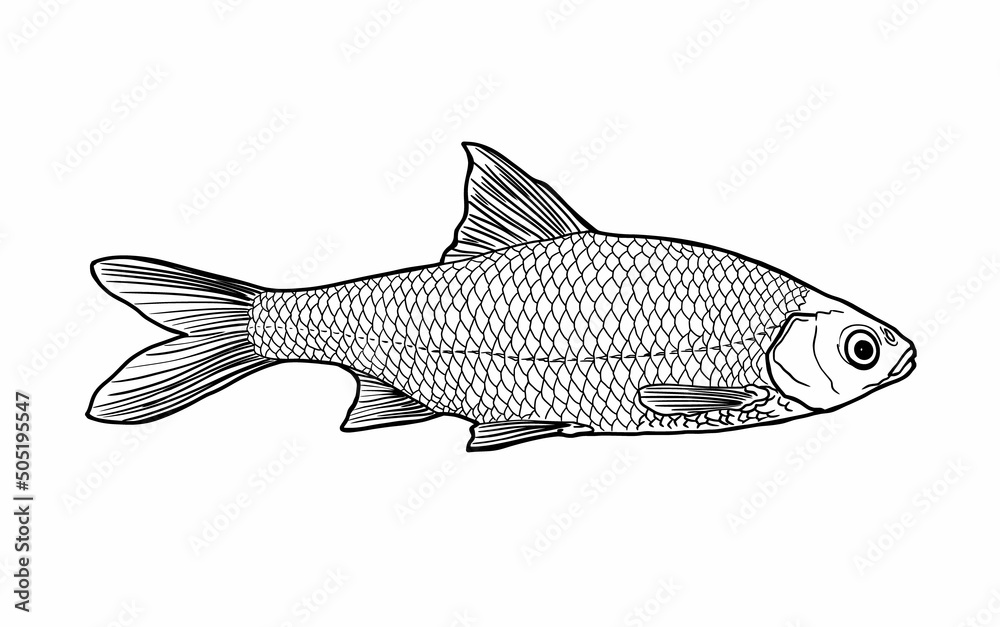 Sketch a roach fish, side view realistic hand-drawn vector graphics ...