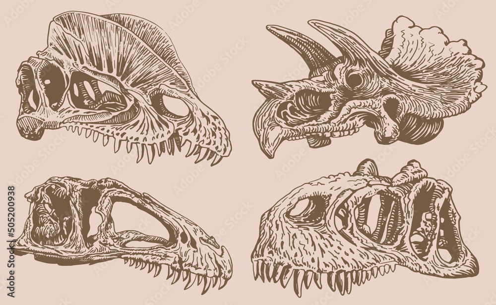 Graphical vintage hand-drawn set of skulls of dinosaurs ,vector ...