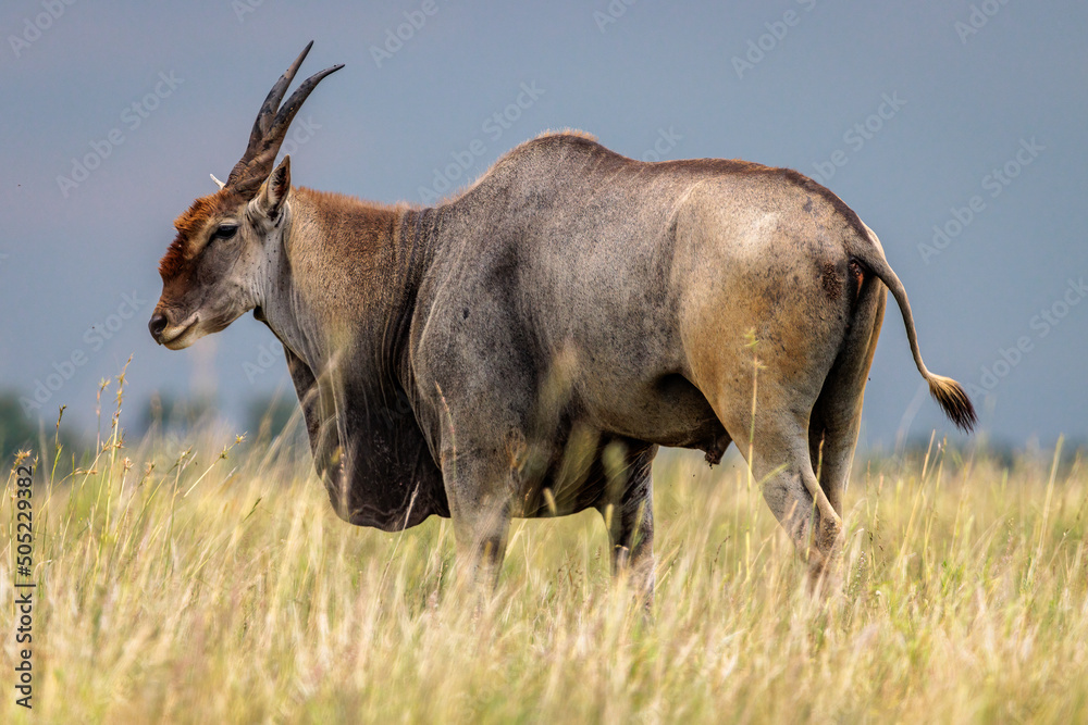 Eland Antelope - Faan Meintjies Nature Reserve - Northwest Province ...
