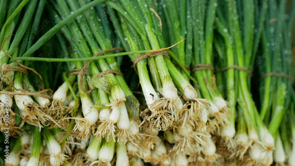 Onion harvest fresh market shop spring sibies scallion food stem stalk ...